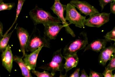 Institute for Medical Engineering & Science