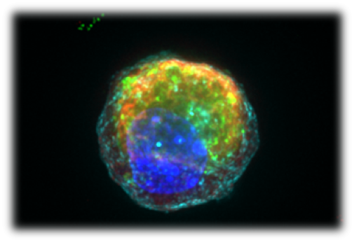 Charting the path to better cell models of the intestine | Institute ...